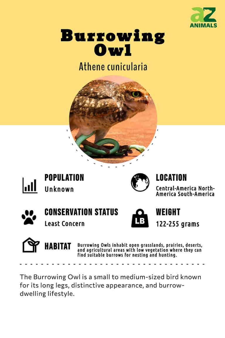 Burrowing Owl Bird Facts - Athene cunicularia - A-Z Animals
