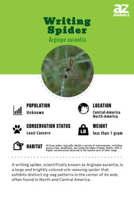 Writing Spider Animal Facts - Argiope aurantia - A-Z Animals