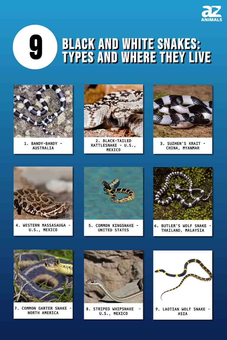 Discover 9 Black and White Snakes: Types and Where They Live - A-Z Animals