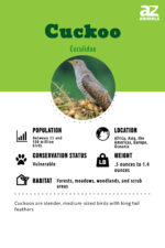 Cuckoo Animal Facts - Cuculidae - A-Z Animals