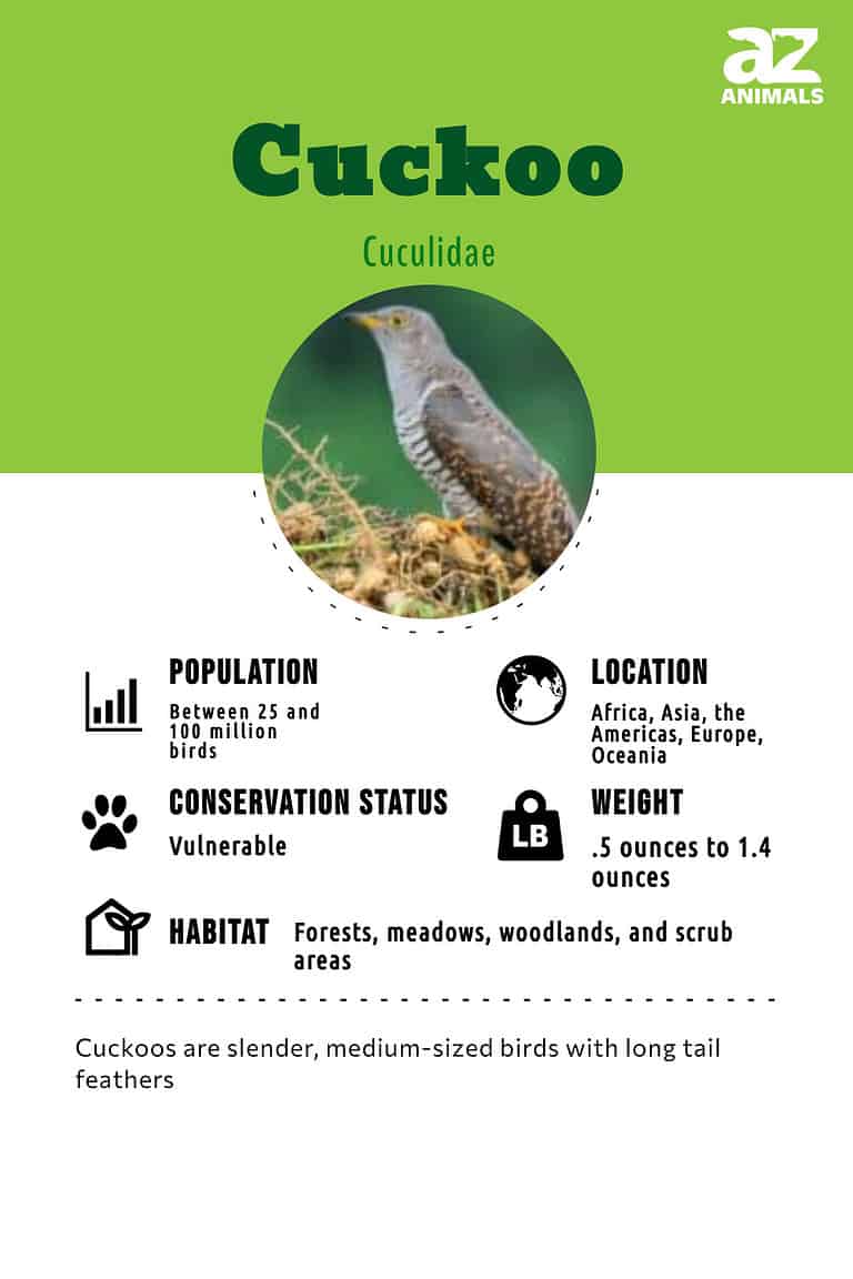 Cuckoo Bird Facts - Cuculidae - A-Z Animals