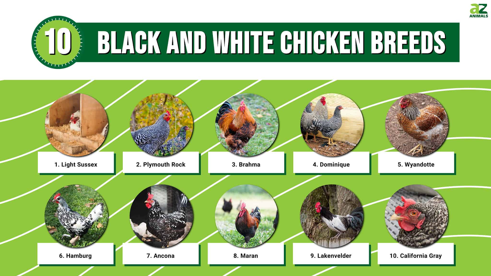 Discover 10 Black and White Chicken Breeds - A-Z Animals