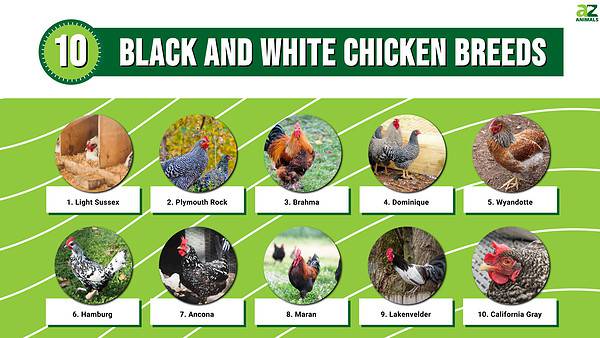 Discover 10 Black and White Chicken Breeds - A-Z Animals