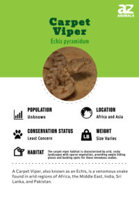 Carpet Viper Animal Facts - Echis carinatus - A-Z Animals