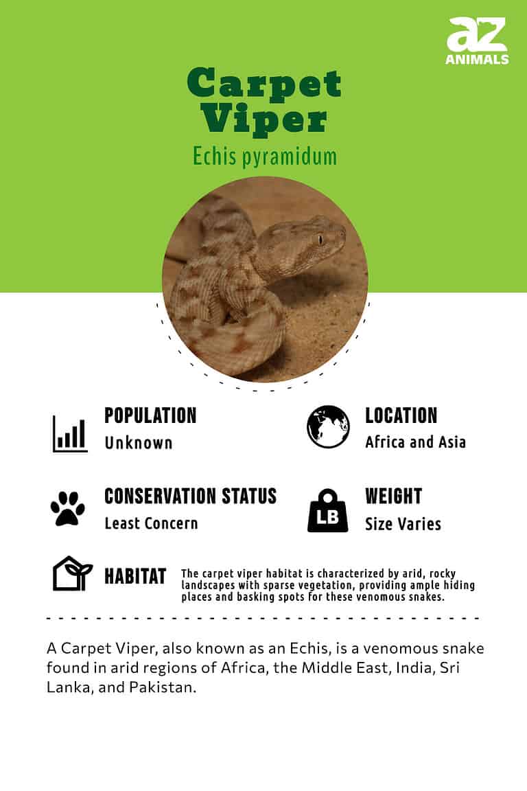 Carpet Viper Animal Facts - A-Z Animals