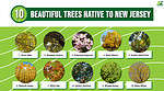 The Rich Diversity of New Jersey's Forests: Meet 10 Native Tree Species ...