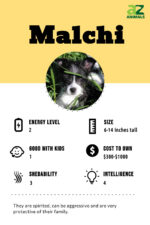 Malchi Animal Facts - Canis lupus familiaris - A-Z Animals