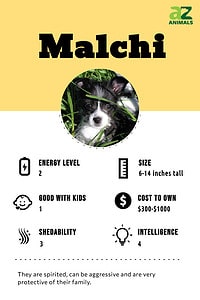 Malchi Animal Facts - Canis lupus familiaris - A-Z Animals