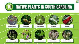 10 Native Plants in South Carolina - A-Z Animals