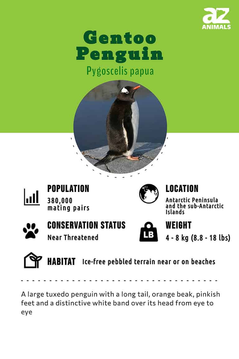 Gentoo Penguin Animal Facts - Pygoscelis papua - A-Z Animals