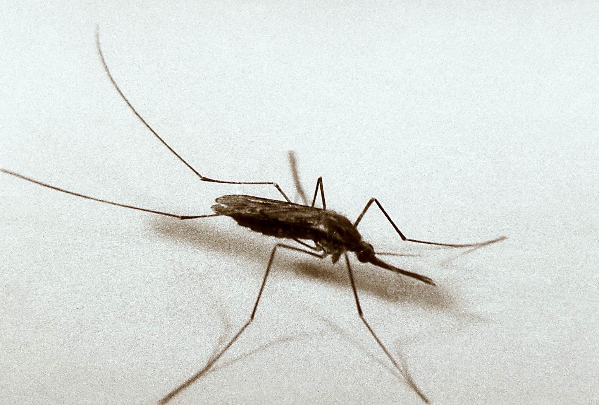 Discover the Top 10 Most Mosquito-Infested US States - A-Z Animals