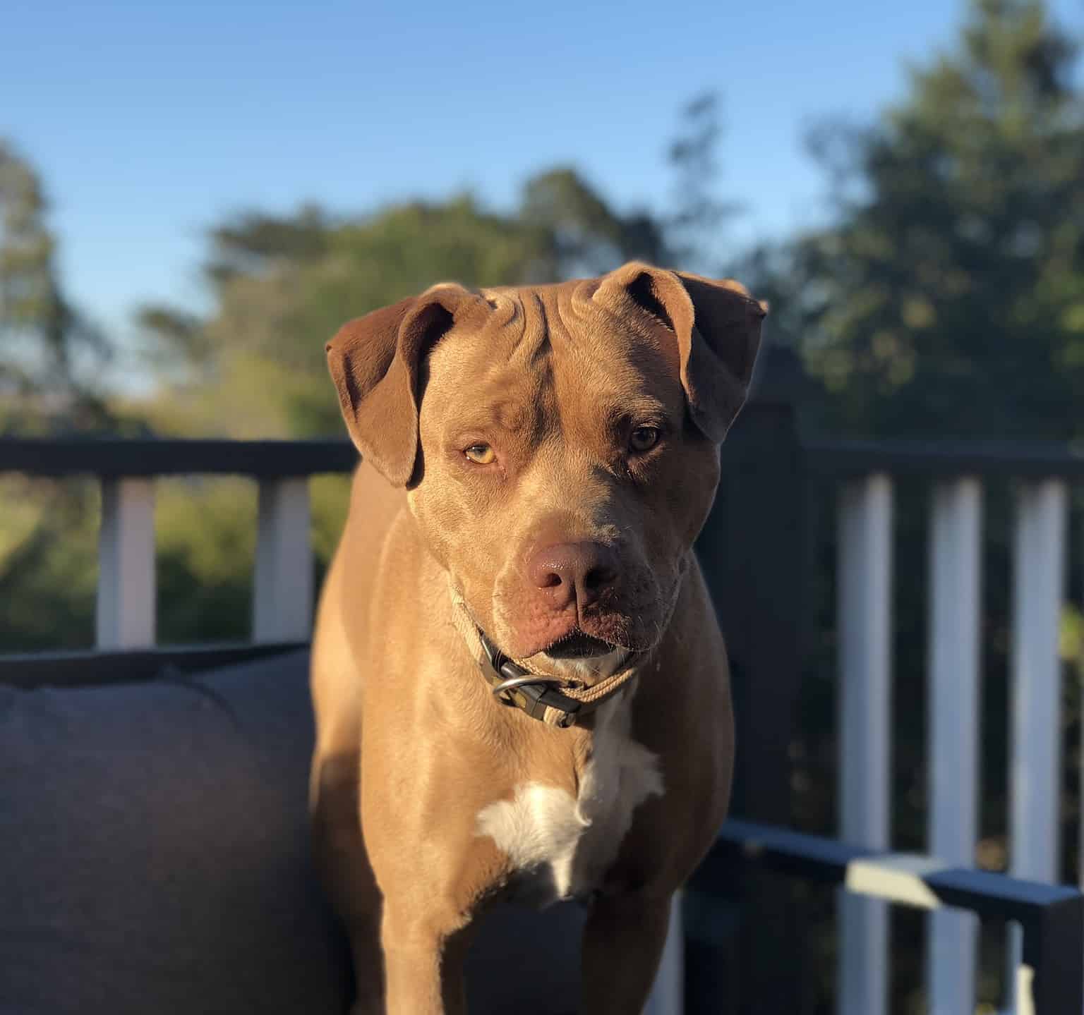 These Are the Super-Strong Muscular Dog Breeds - A-Z Animals