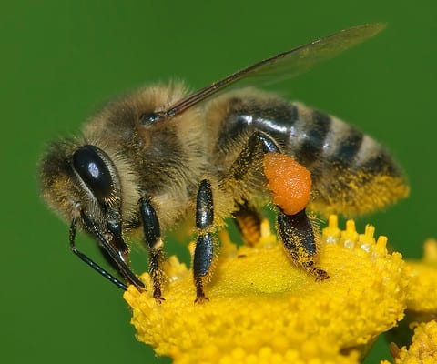 Meet the 10 Bee Species of the U.S.: Champions of Pollination and the ...