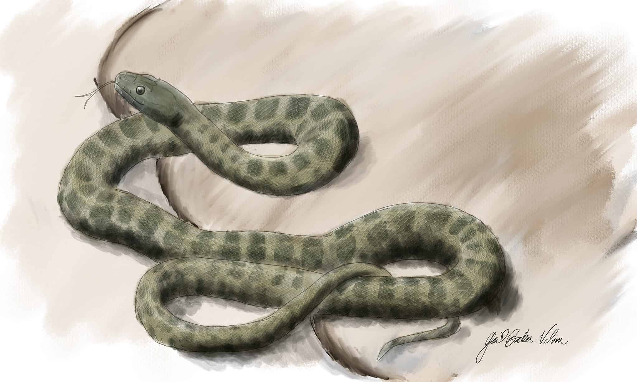 Discover 8 Types of Water Snakes - A-Z Animals