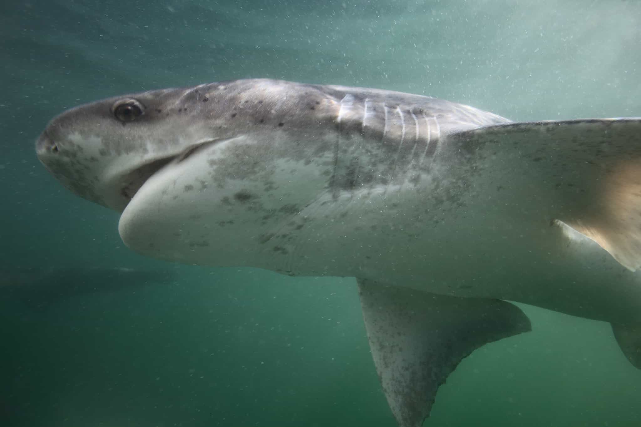 Discover the 11 Sharks Found in San Diego and La Jolla - A-Z Animals