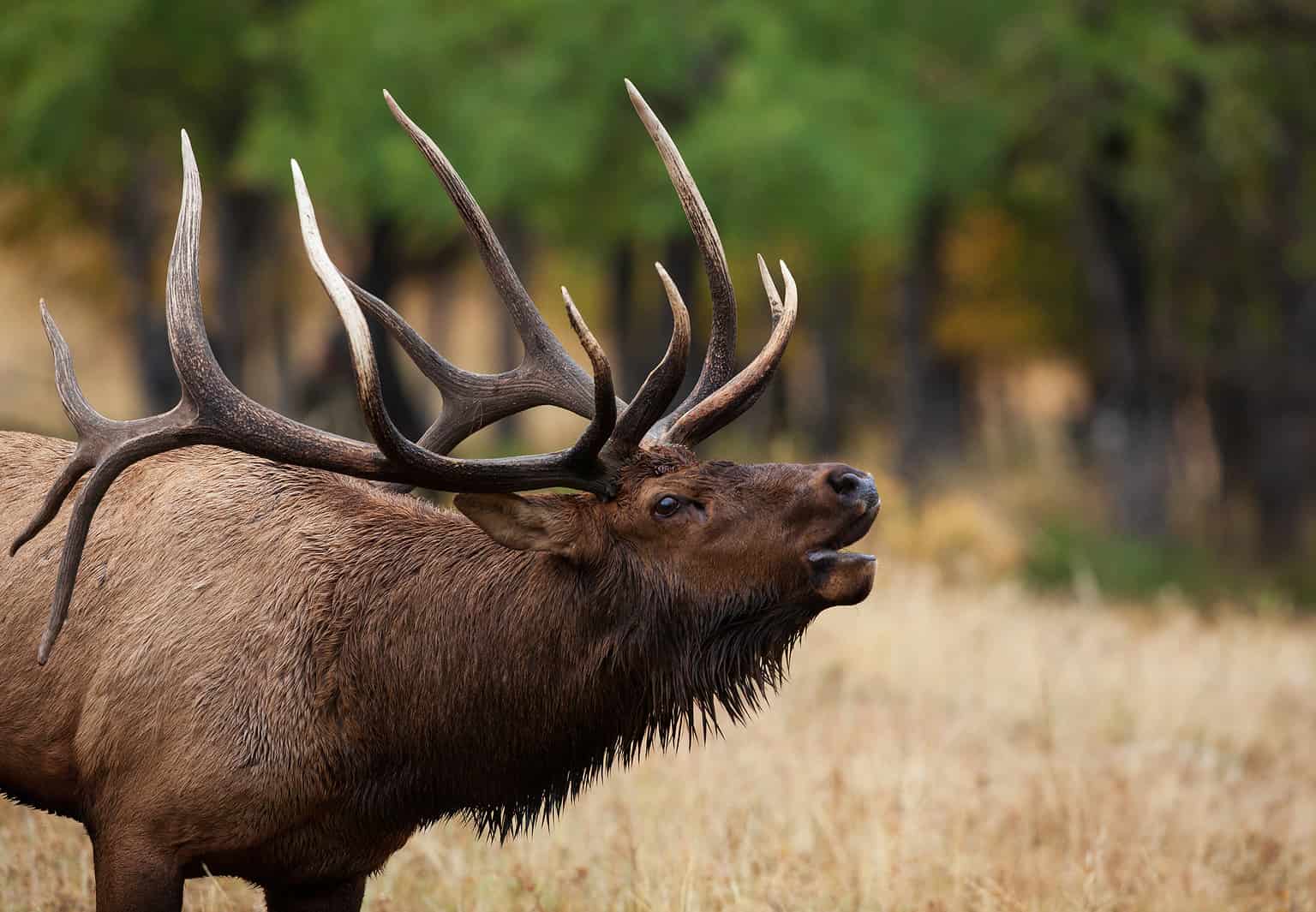 The Largest Elk Ever Caught in Michigan Was a Majestic Titan - AZ Animals