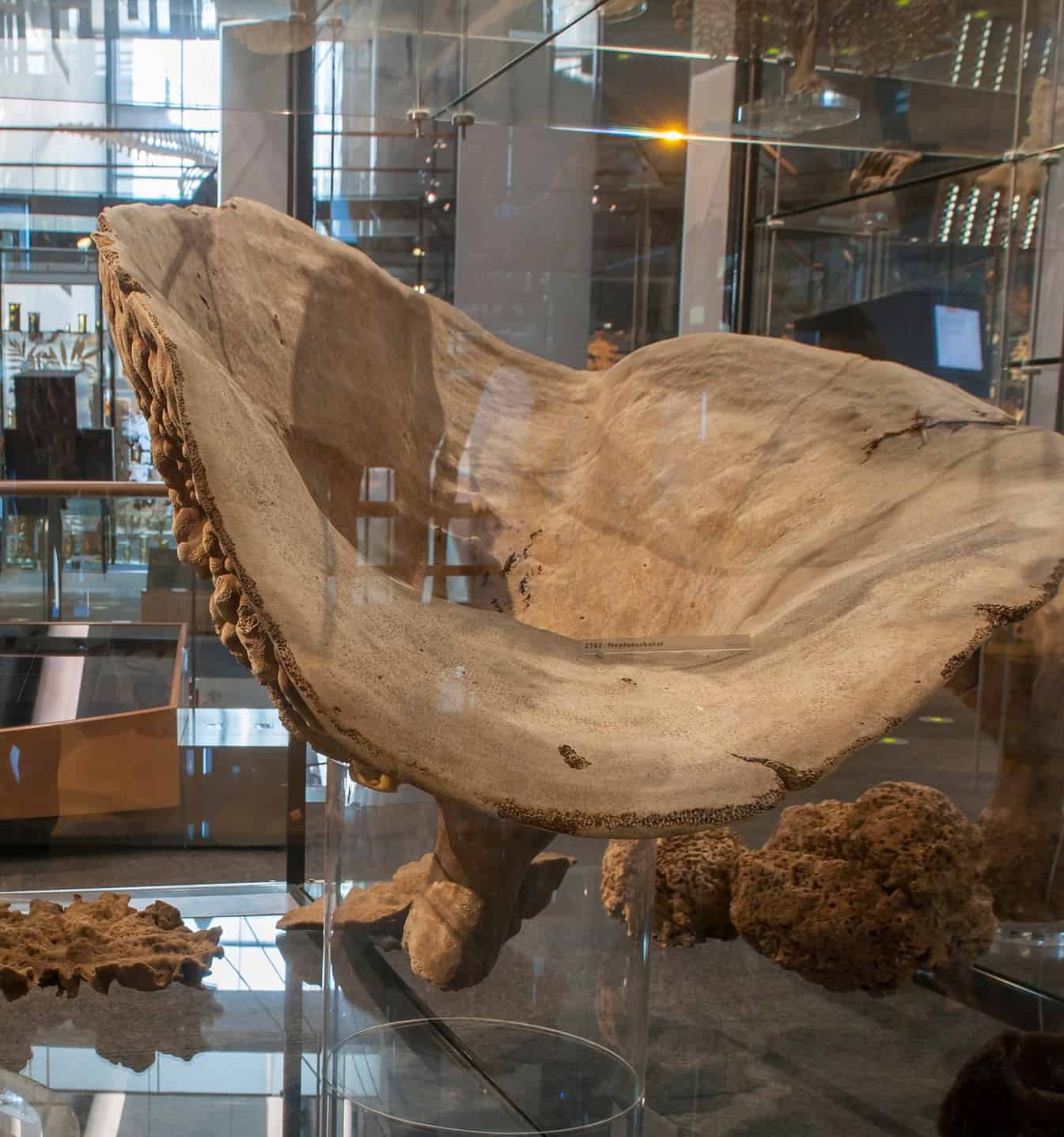 5 "Extinct" Sea Creatures Later Found Alive - A-Z Animals