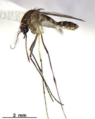 Discover 8 Types of Mosquitoes Set to Invade Georgia - A-Z Animals