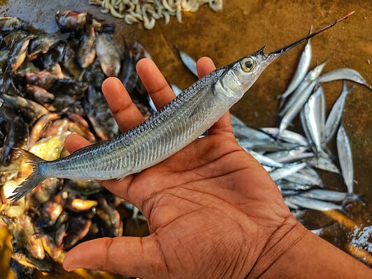 Explore 15 Fish That Start With H (Common Names) - A-Z Animals