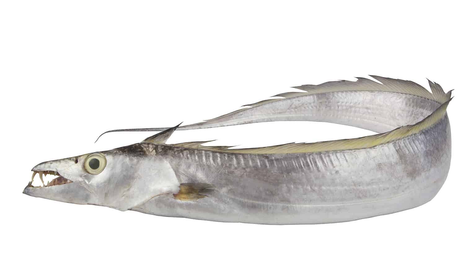 Explore 15 Fish That Start With H (Common Names) - A-Z Animals