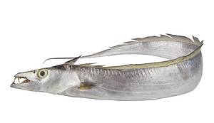 Explore 15 Fish That Start With H (Common Names) - A-Z Animals