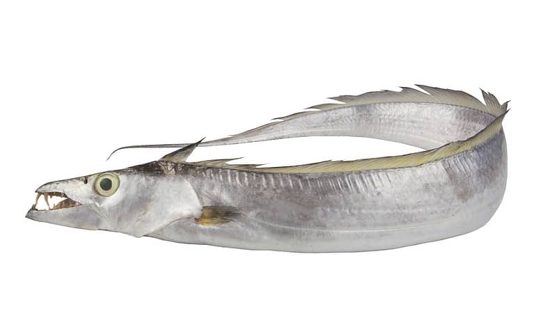 Explore 15 Fish That Start With H (Common Names) - A-Z Animals