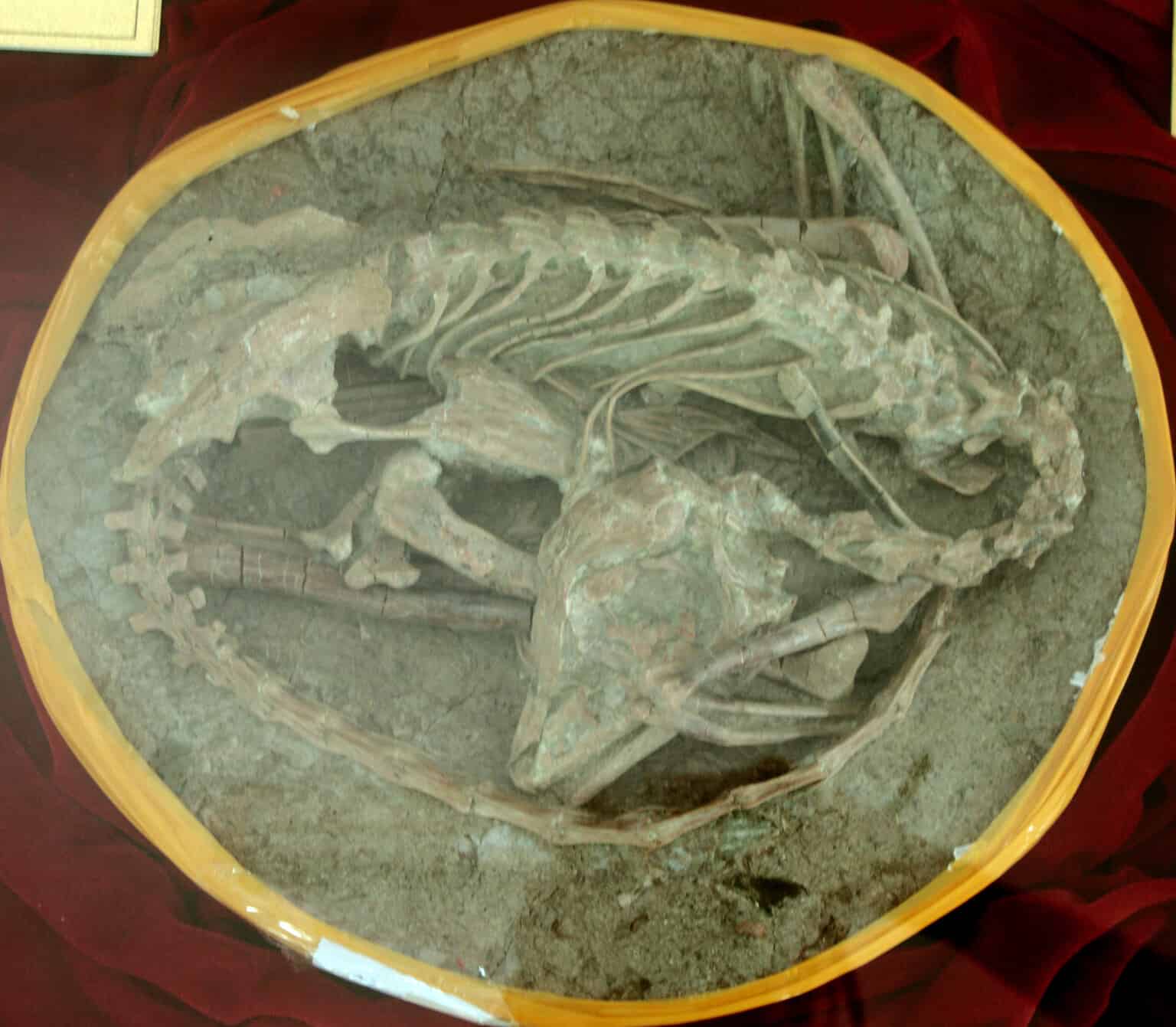 Meet the Micropachycephalosaurus — The Dinosaur With the Longest Name ...