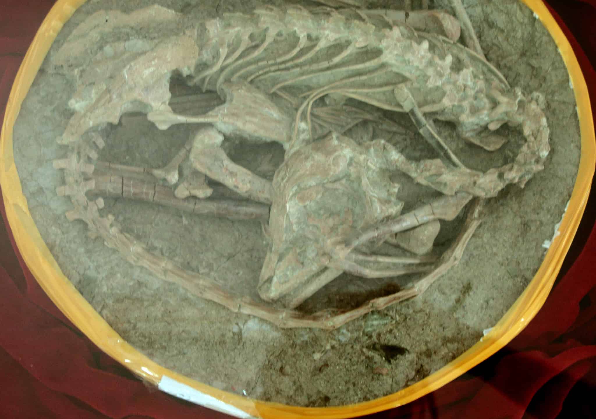 Meet The 5 Cutest Dinosaurs In The World That You've Never Heard Of - A ...