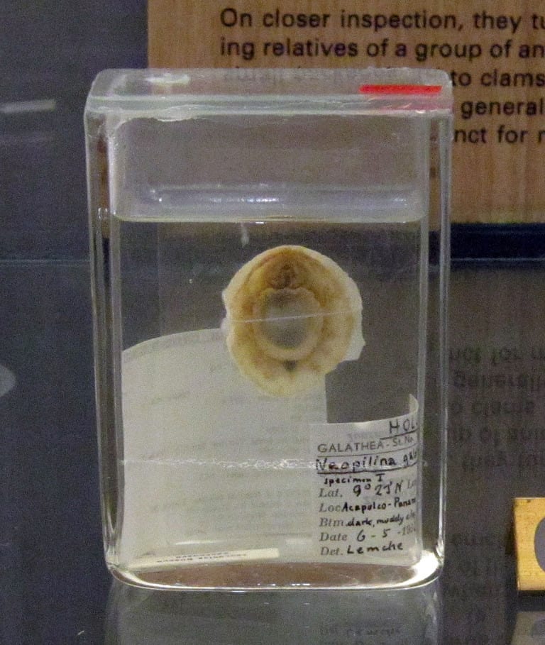 5 "Extinct" Sea Creatures Later Found Alive - A-Z Animals