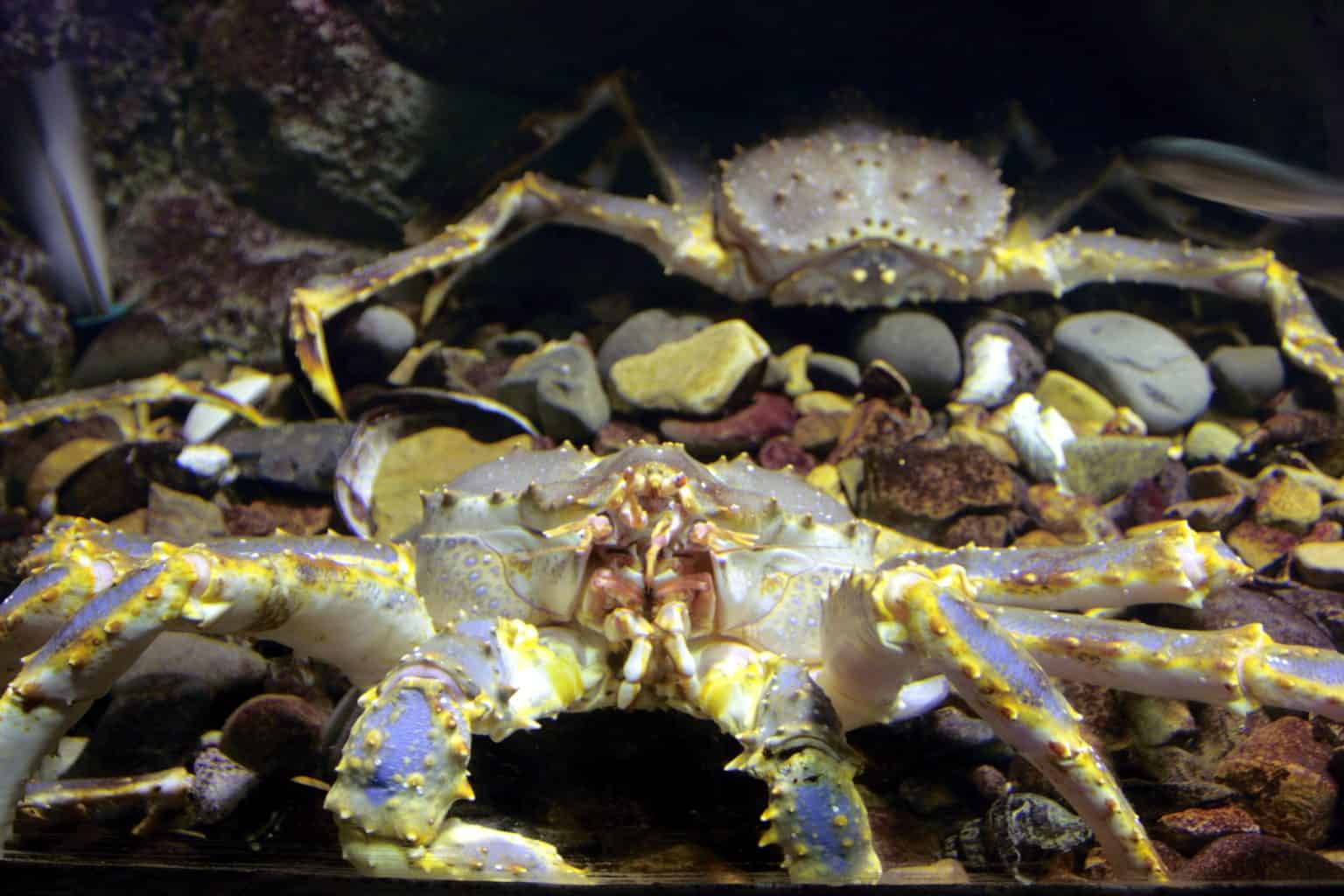 Discover the 5 Largest Crabs Crawling U.S. Beaches - A-Z Animals