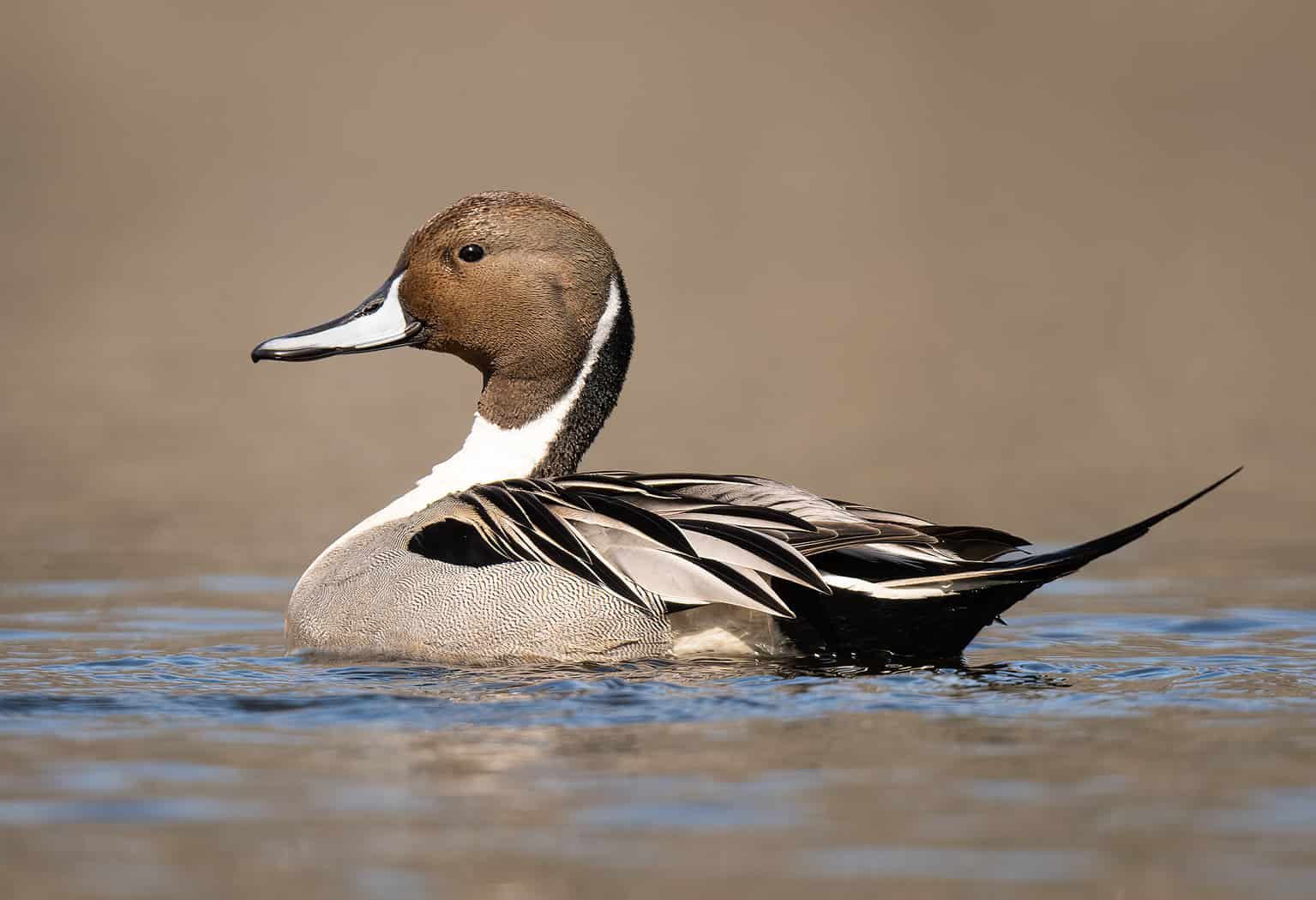 Northern Pintail Animal Facts - Anas acuta - A-Z Animals