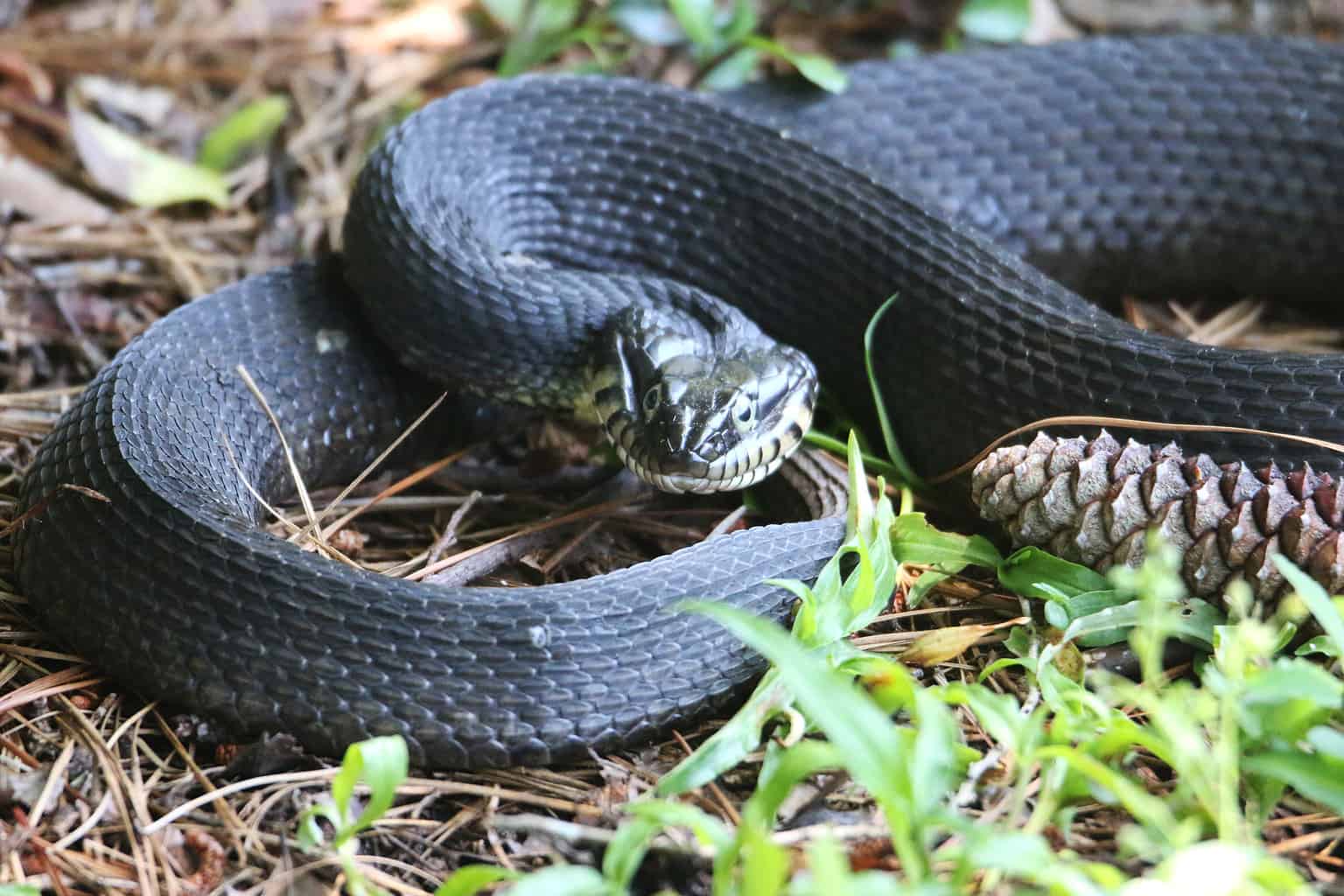 Iowa's Black Snakes: From Secretive Ring-Necked to Venomous Timber ...