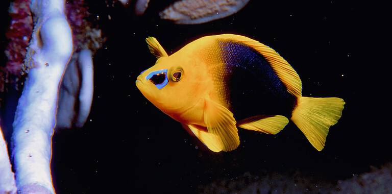 Explore 15 Fish That Start With H (Common Names) - A-Z Animals