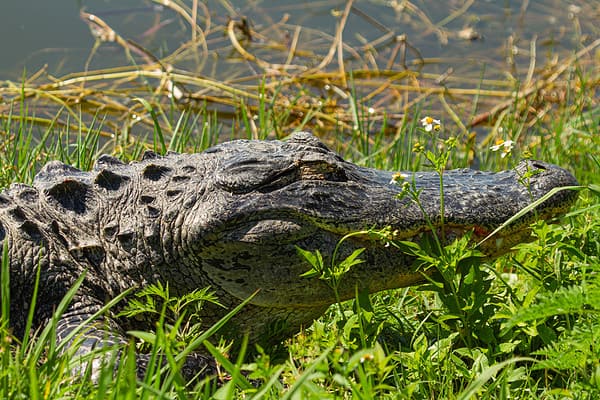 Alligators in Augusta: Are You Safe to Go in the Water? - AZ Animals