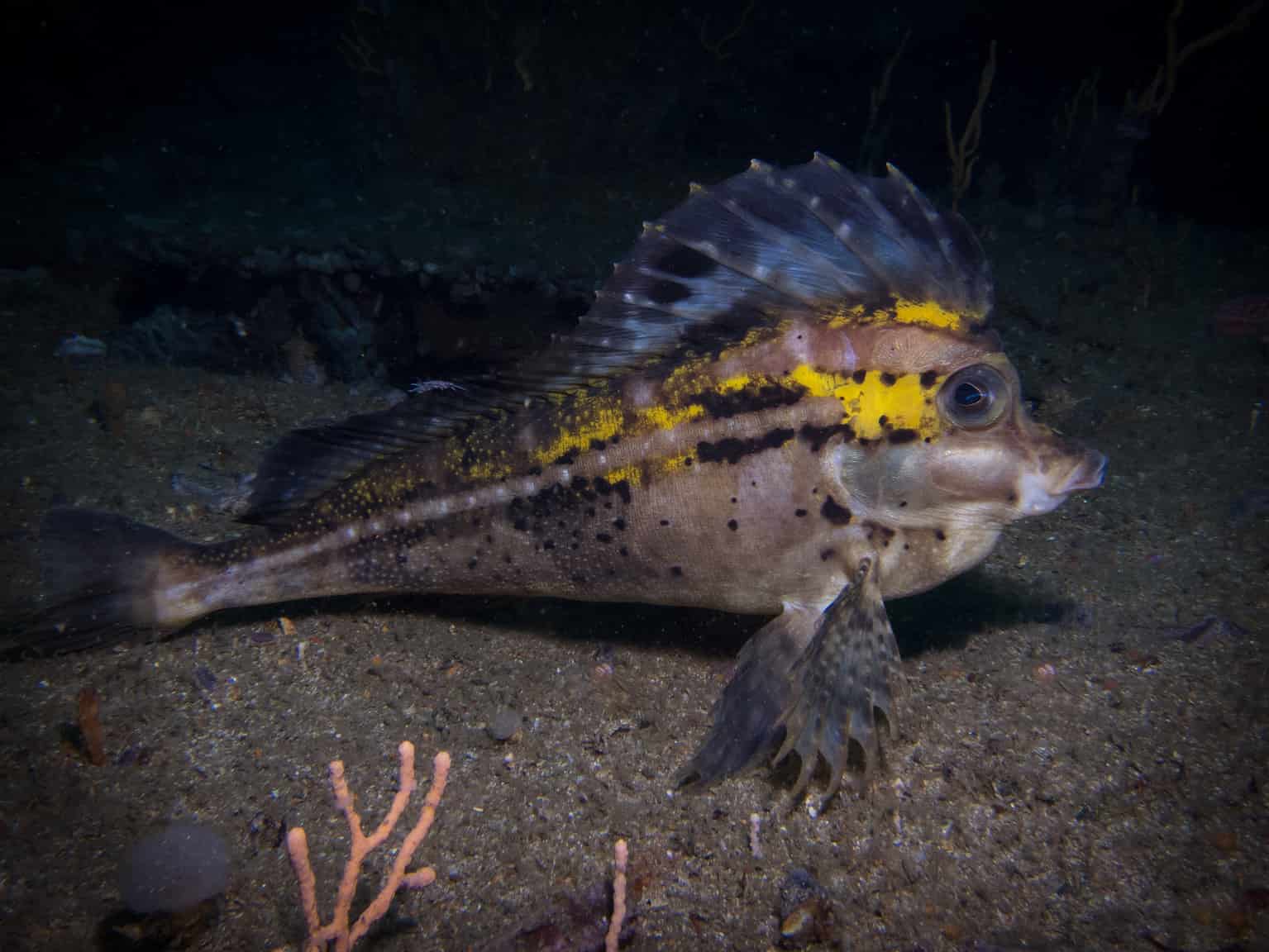 Explore 15 Fish That Start With H (Common Names) - A-Z Animals