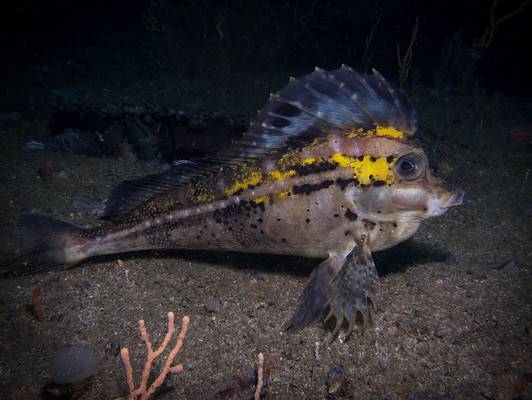 Explore 15 Fish That Start With H (Common Names) - A-Z Animals
