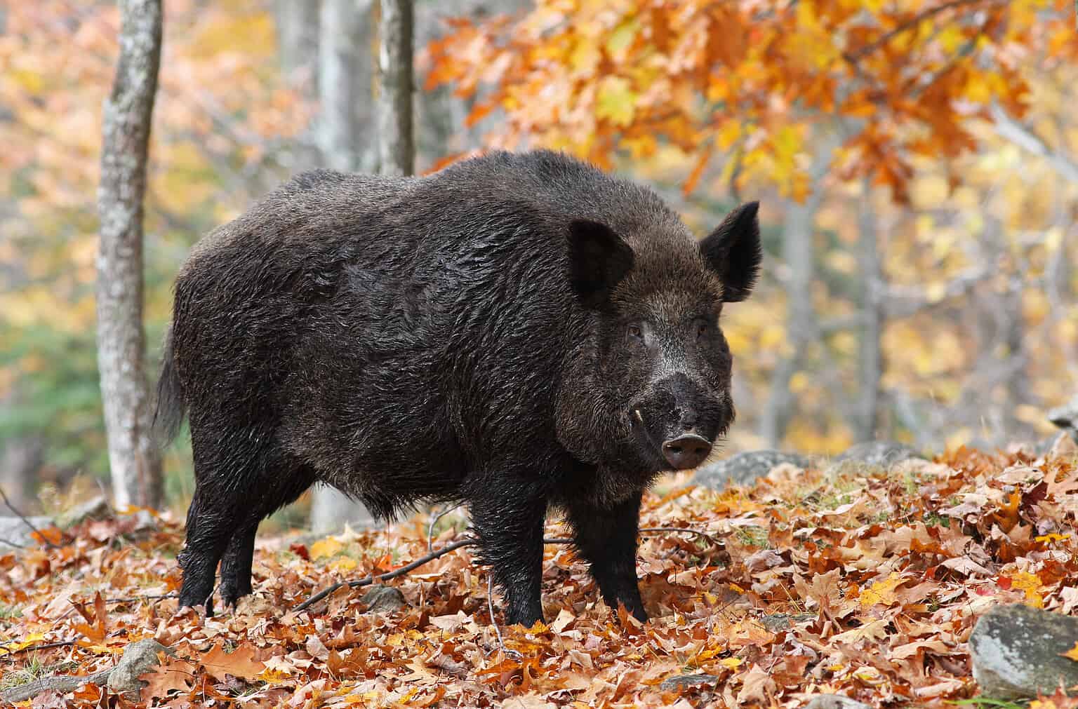 Wild Hogs in Florida: How Many Are There and Where Do They Live? - A-Z ...