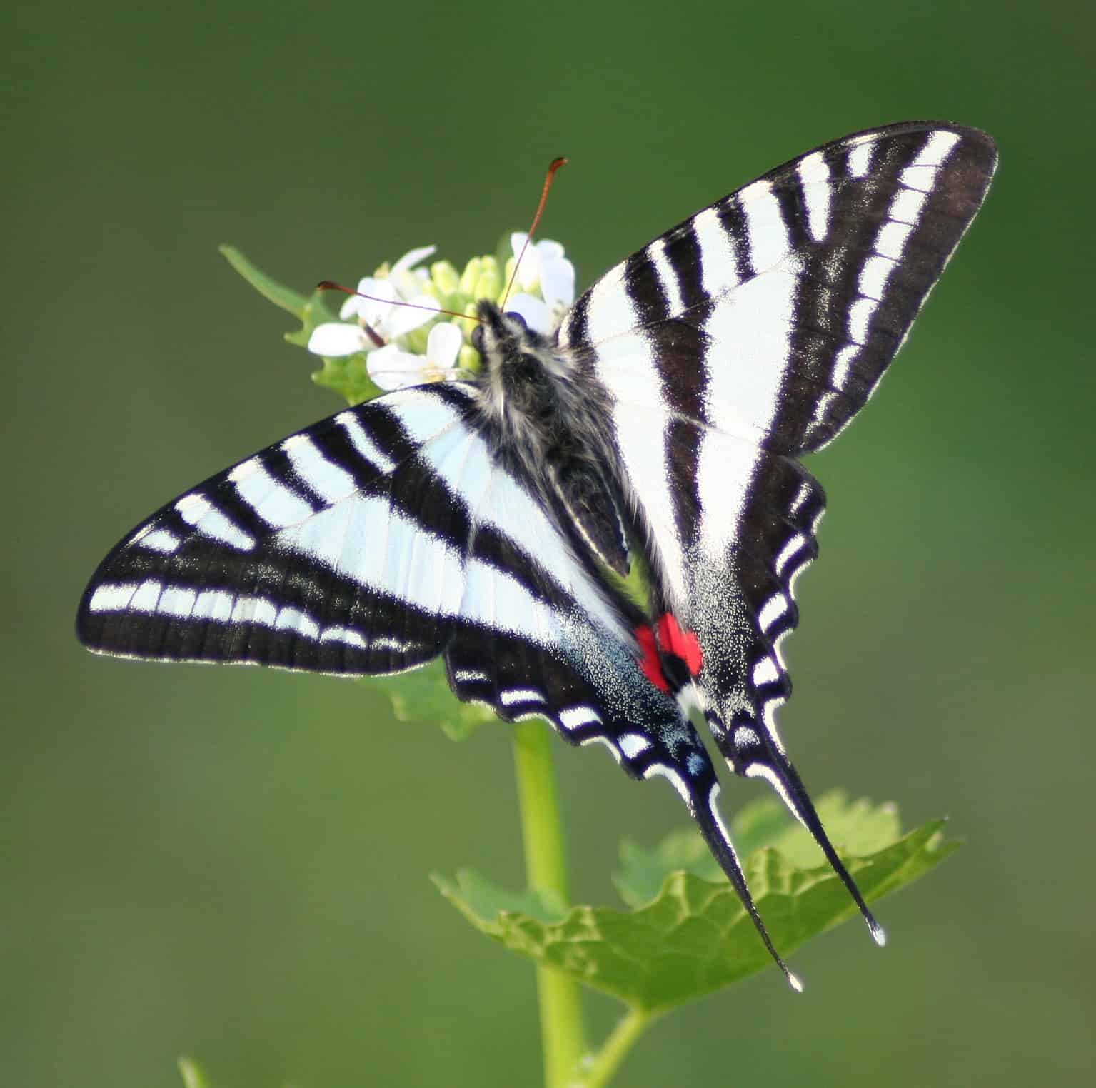 Understanding Butterfly Vision: How Many Eyes Do They Really Have? - A ...