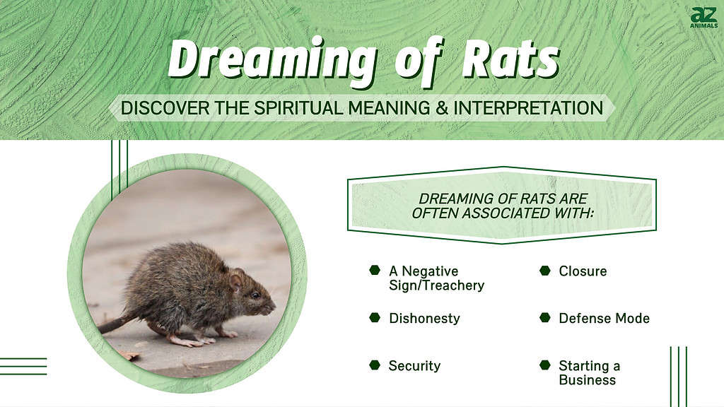 2024 s 10 Rat Symbolism Facts Meaning A Totem Spirit 48 OFF