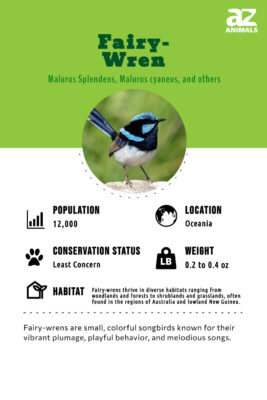 Fairy-Wren Bird Facts - Malurus Splendens, Malurus cyaneus, and others ...