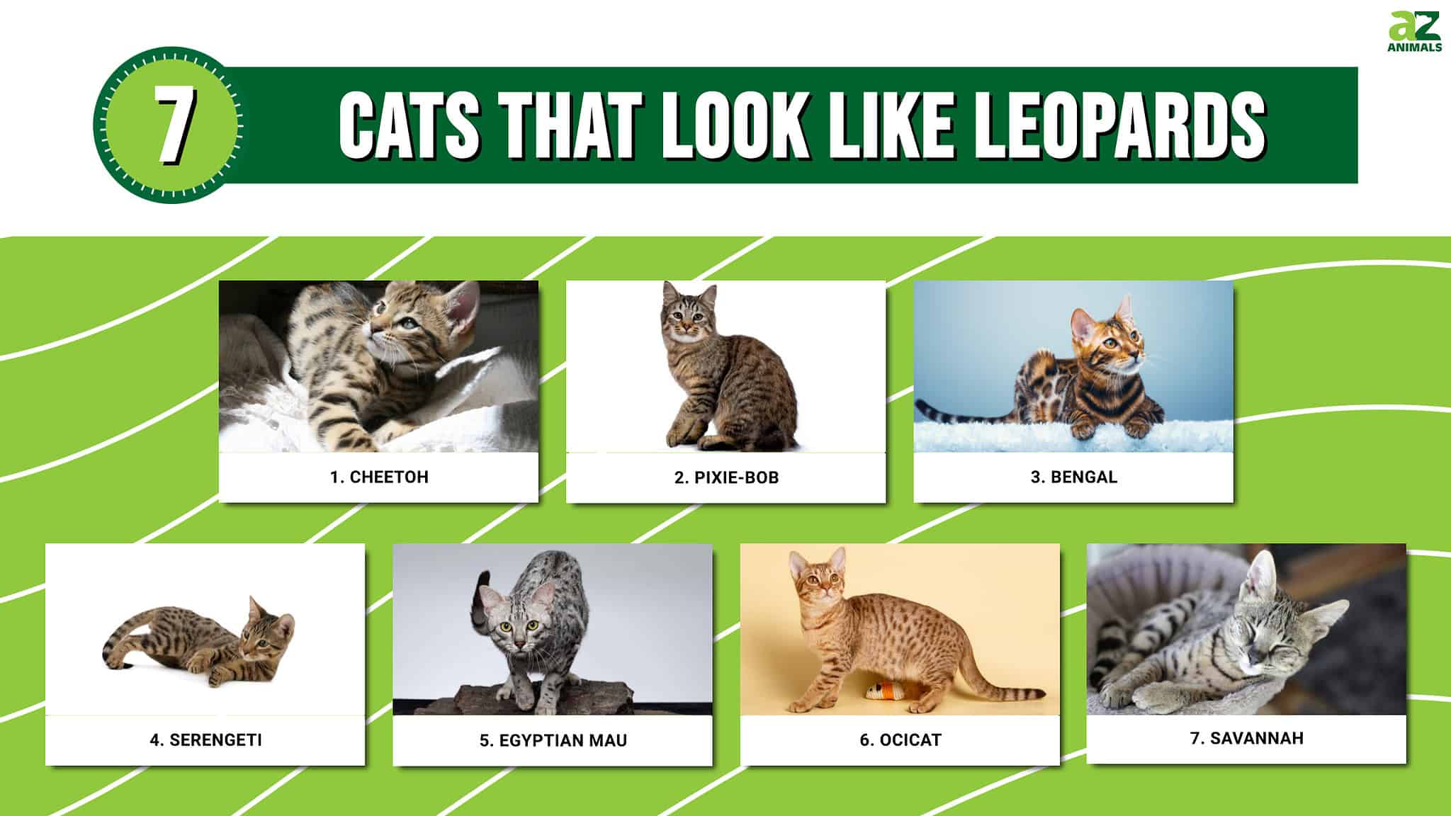 7 Cats That Look Like Leopards (With Pictures!) - A-Z Animals