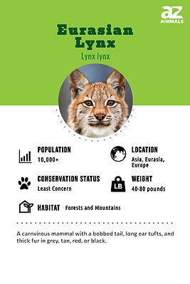 Eurasian Lynx Animal Facts - Lynx lynx - A-Z Animals