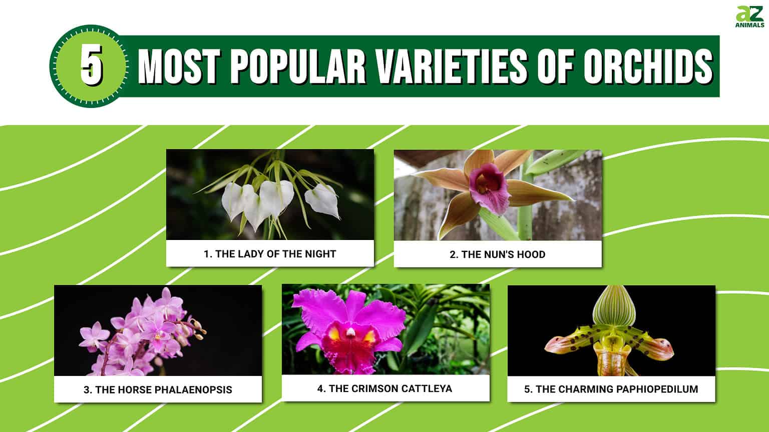 Types Of Orchids: 5 of the Most Popular Varieties - A-Z Animals