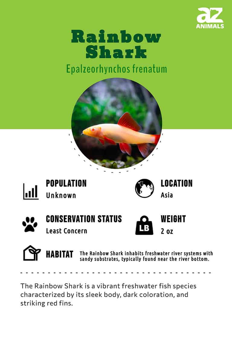 Rainbow Shark Fish Facts - Epalzeorhynchos frenatum - A-Z Animals