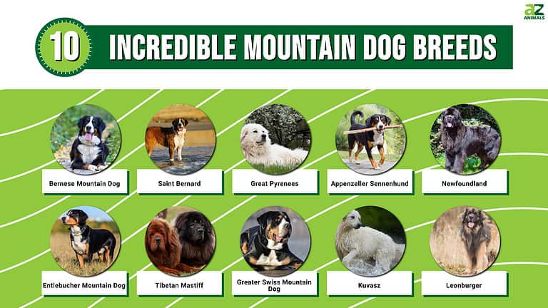 Meet These 10 Incredible Mountain Dog Breeds - A-Z Animals
