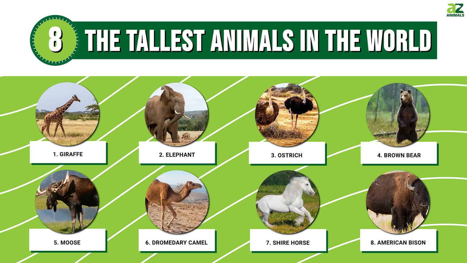 The 8 Tallest Animals in the World - A-Z Animals