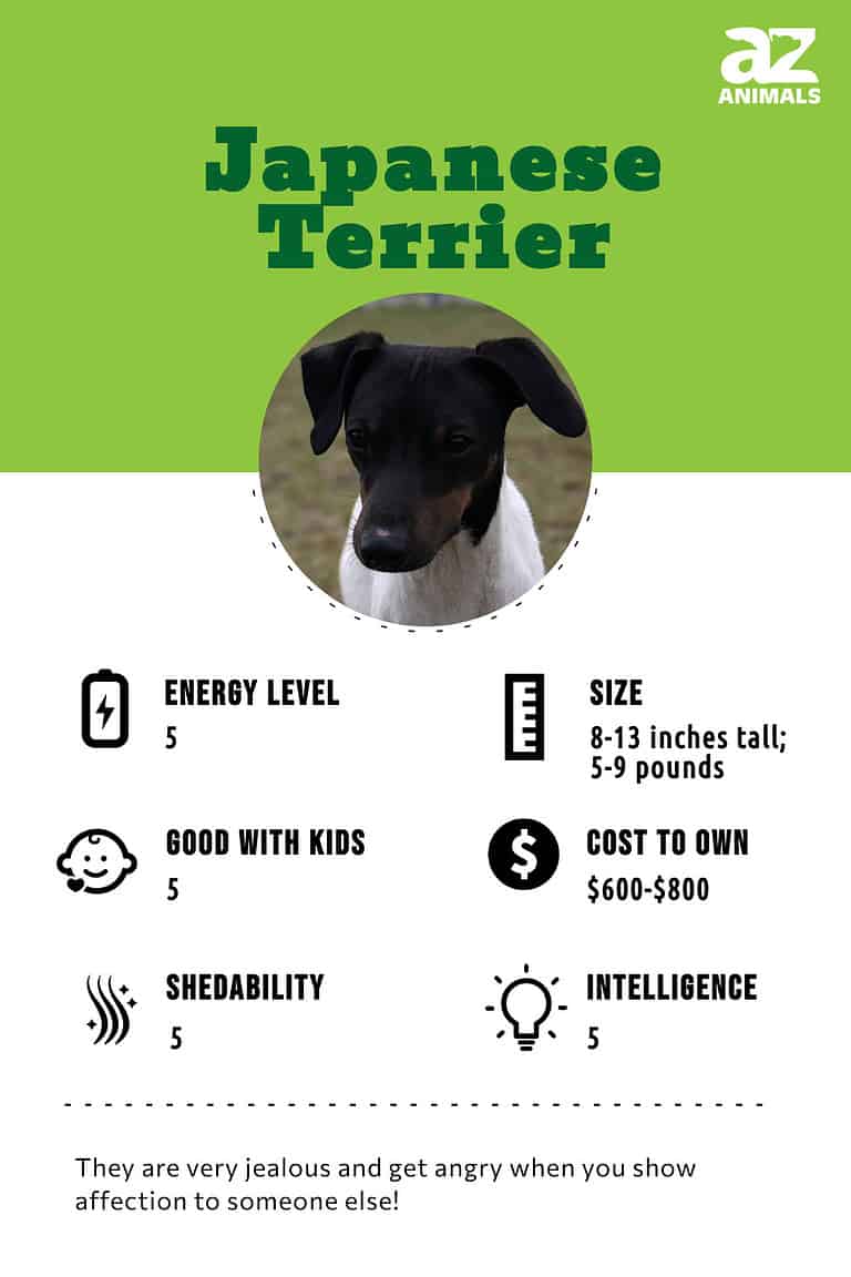 Japanese Terrier Dog Breed Complete Guide - A-Z Animals