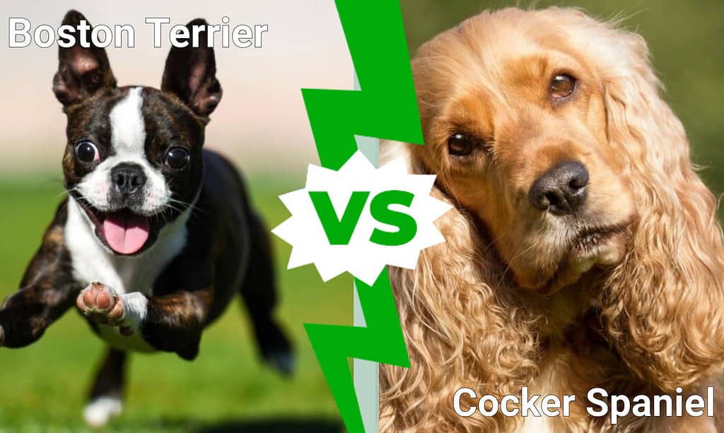 Cutest Dogs in the World: Boston Terrier vs. Cocker Spaniel - A-Z Animals