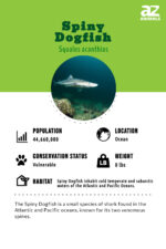 Spiny Dogfish - A-Z Animals