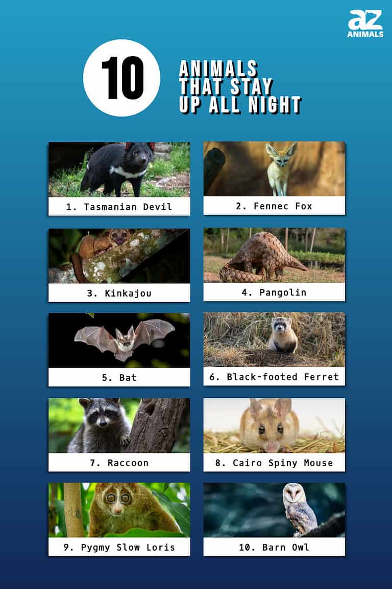 10 Animals That Stay Up All Night - A-Z Animals
